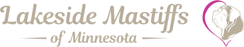 Mastiff Dog Breeder in Gaylord, MN